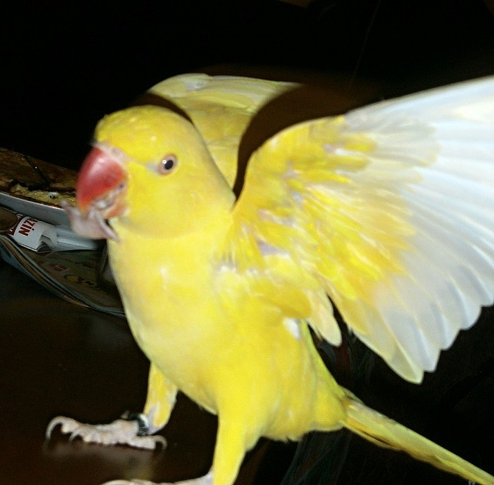 Alexandr malý Lutino - Bludovice (Karviná), Prodám | ChovZvířat.cz