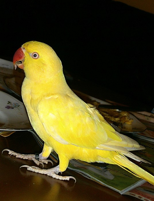 Alexandr malý Lutino - Bludovice (Karviná), Prodám | ChovZvířat.cz