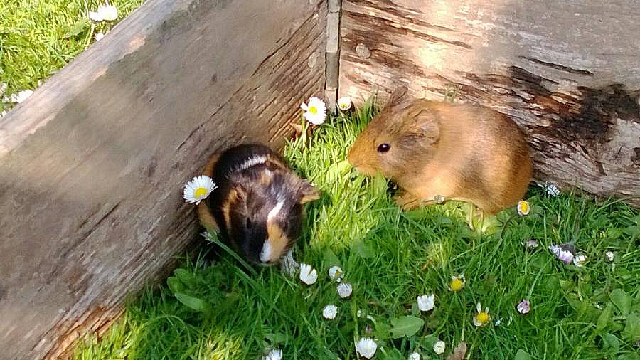 Daruji morčata - Plzeňský kraj, Prodám | ChovZvířat.cz