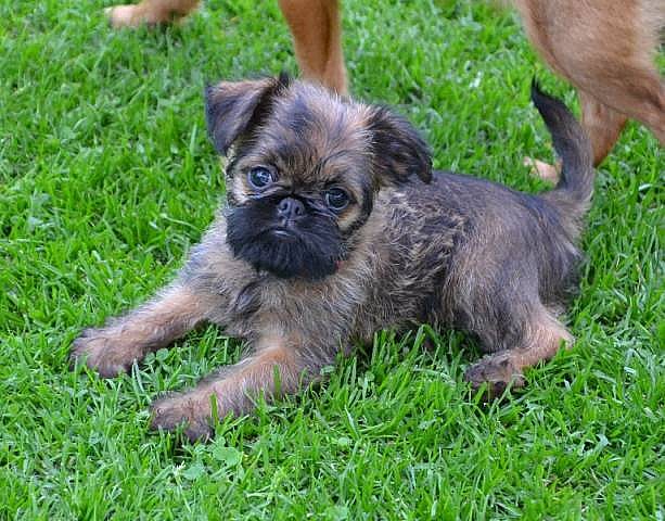Grifonek & brabantík - Benátky (Pelhřimov), Prodám | ChovZvířat.cz