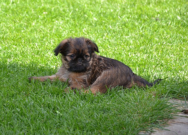 Grifonek & brabantík - Benátky (Pelhřimov), Prodám | ChovZvířat.cz