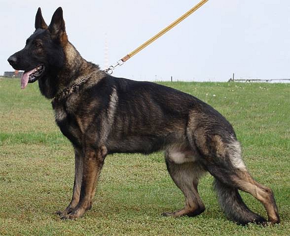 Fenku německého ovčáka prodám - Habartov (Sokolov), Prodám | ChovZvířat.cz