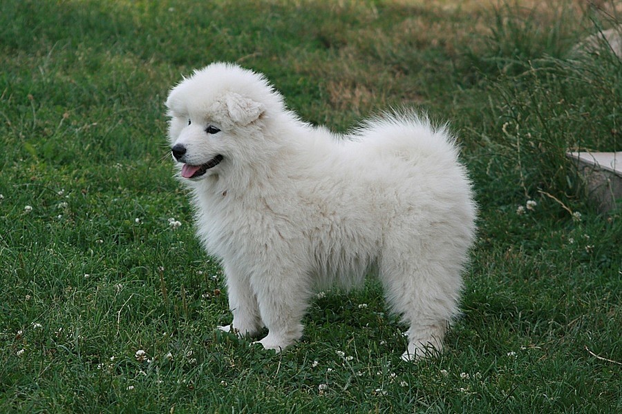 Samojed štěně - Beroun, Prodám | ChovZvířat.cz