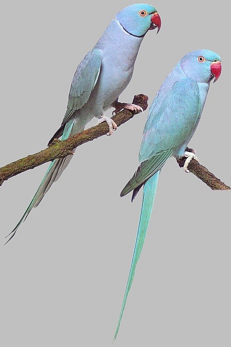 Alexandr malý modrý - Hostěrádky-Rešov (Vyškov), Koupím | ChovZvířat.cz