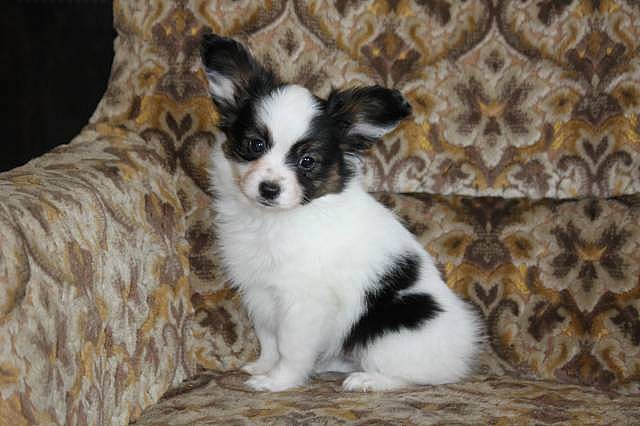 Papillon - motýlek, štěně, prodám - Bohunice (část) (Brno - město ...