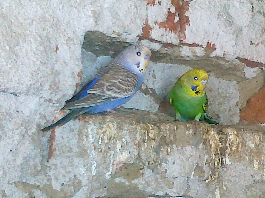 Prodám korely,andulky - Klenovka (Pardubice), Prodám | ChovZvířat.cz