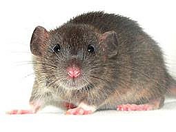 Prodám potkany s PP - Chomutov (část) (Chomutov), Prodám | ChovZvířat.cz