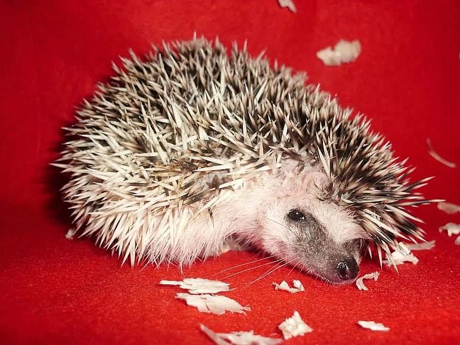 Jezek belobrichy - Brloh (Louny), Prodám - ChovZvířat.cz