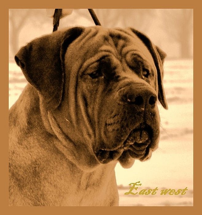 Tosa inu - Chotěnice (Chrudim), Prodám | ChovZvířat.cz