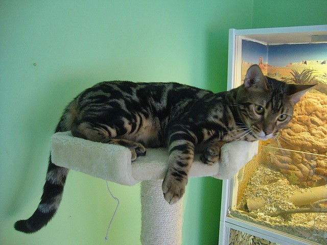 Bengálský kocour - Kladno, Prodám - ChovZvířat.cz