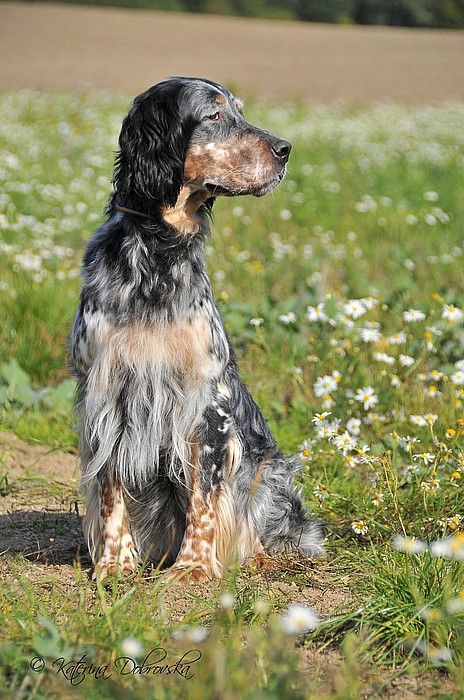 Anglický setr s PP - Bolevec (část) (Plzeň - město), Prodám | ChovZvířat.cz