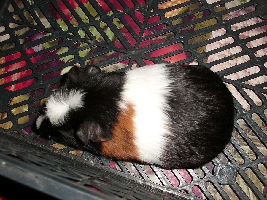 Cuy morčata ( obří morčata ) - Ústecký kraj, Prodám | ChovZvířat.cz