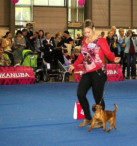Brabantík - pes - Kouřim (Kolín), Prodám | ChovZvířat.cz