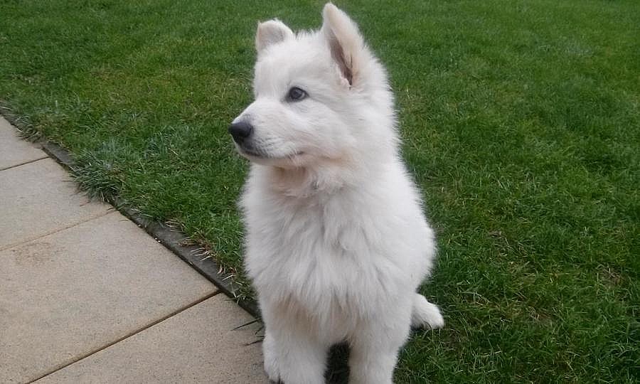Bílý švýcarský ovčák - Borovina (Třebíč), Prodám | ChovZvířat.cz