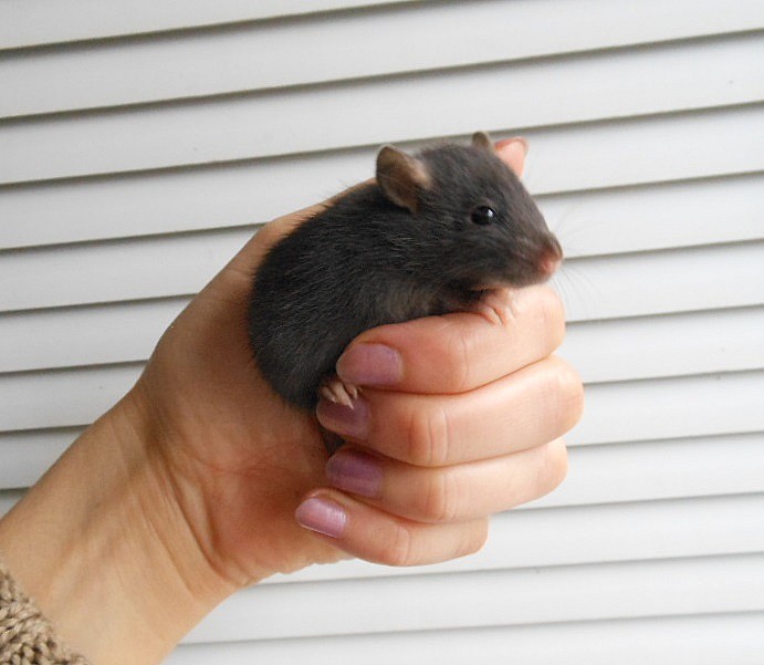 Potkan Dumbo i st. šlechtěná miminka - Radnice (Šumperk), Prodám ...