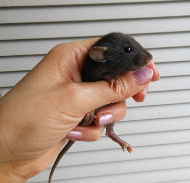 Potkan Dumbo i st. šlechtěná miminka - Rokycany, Prodám - ChovZvířat.cz