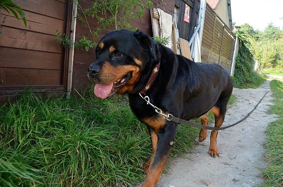 Domi – 6 ročný priateľský rotvajler - Celá ČR, Prodám | ChovZvířat.cz