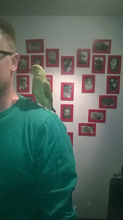 Alexandr maly - Dvořisko (Opava), Prodám | ChovZvířat.cz