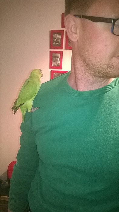 Alexandr maly - Dvořisko (Opava), Prodám | ChovZvířat.cz