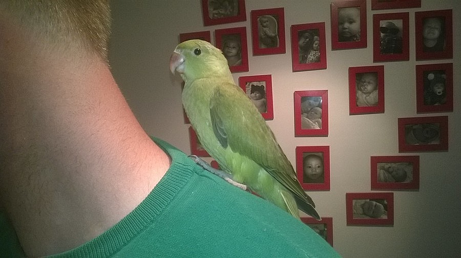 Alexandr maly - Dvořisko (Opava), Prodám | ChovZvířat.cz