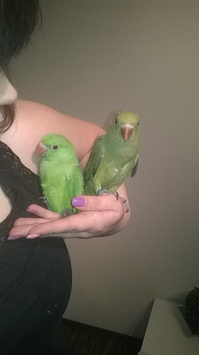 Alexandr maly - Dvořisko (Opava), Prodám | ChovZvířat.cz