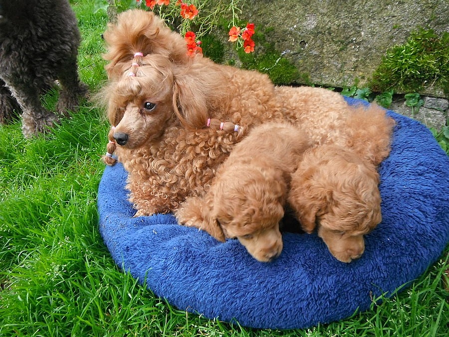 Prodám štěňata pudla trpasličího apricot s PP - Březinka (Havlíčkův ...