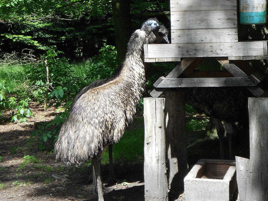 Pštros EMU - Celá ČR, Prodám | ChovZvířat.cz