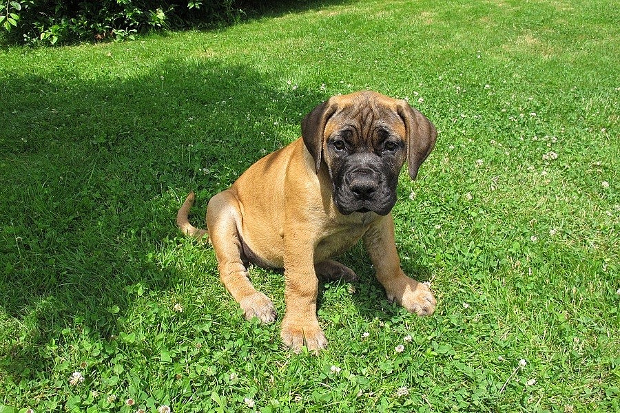 Boerboel, Búrský buldog, Burbul - štěňata s PP - Celá ČR, Prodám ...