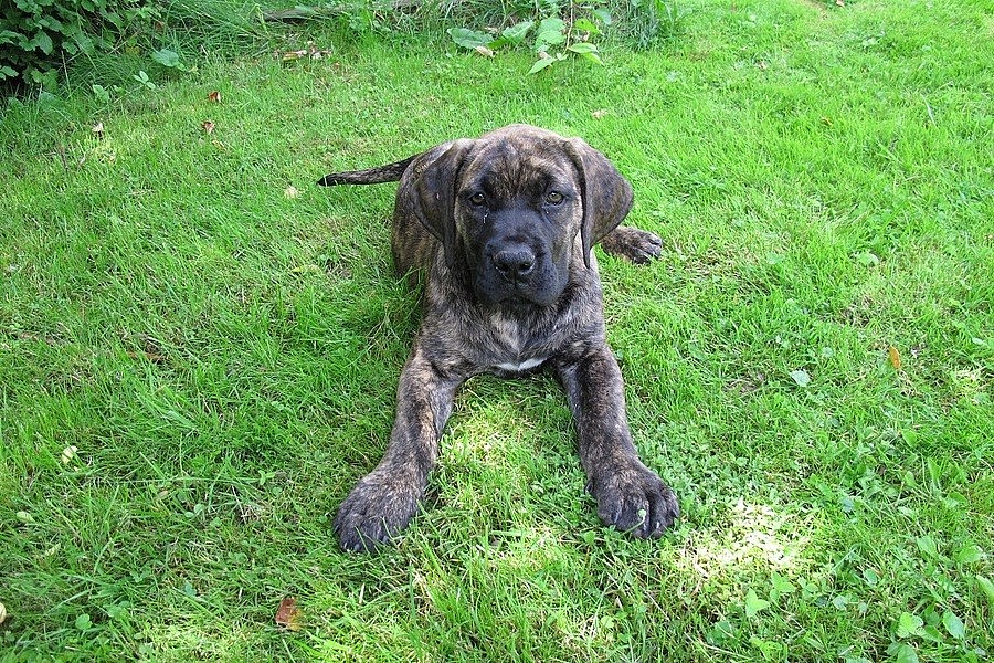 Boerboel, Búrský buldog, Burbul - štěňata s PP - Celá ČR, Prodám ...