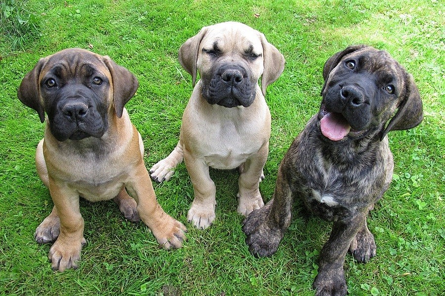 Boerboel, Búrský buldog, Burbul - štěňata s PP - Celá ČR, Prodám ...