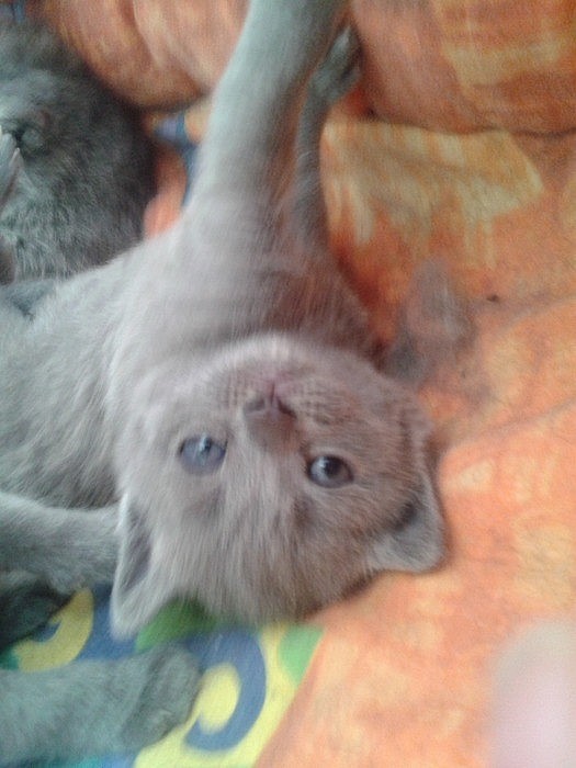 Britská modrá - Borovina (Třebíč), Prodám | ChovZvířat.cz