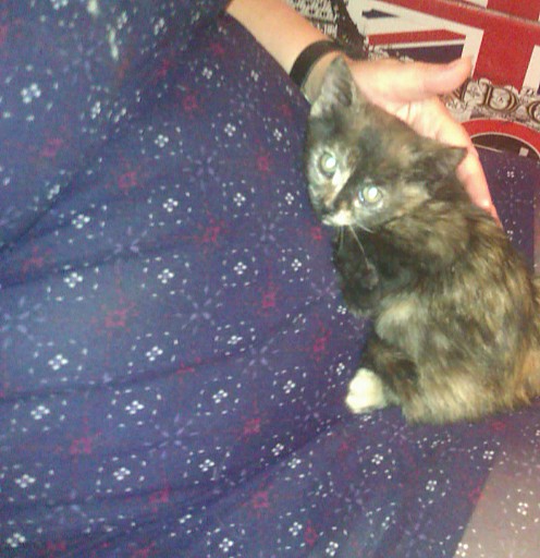 DARUJI KOŤÁTKA - Celá ČR, Různé | ChovZvířat.cz