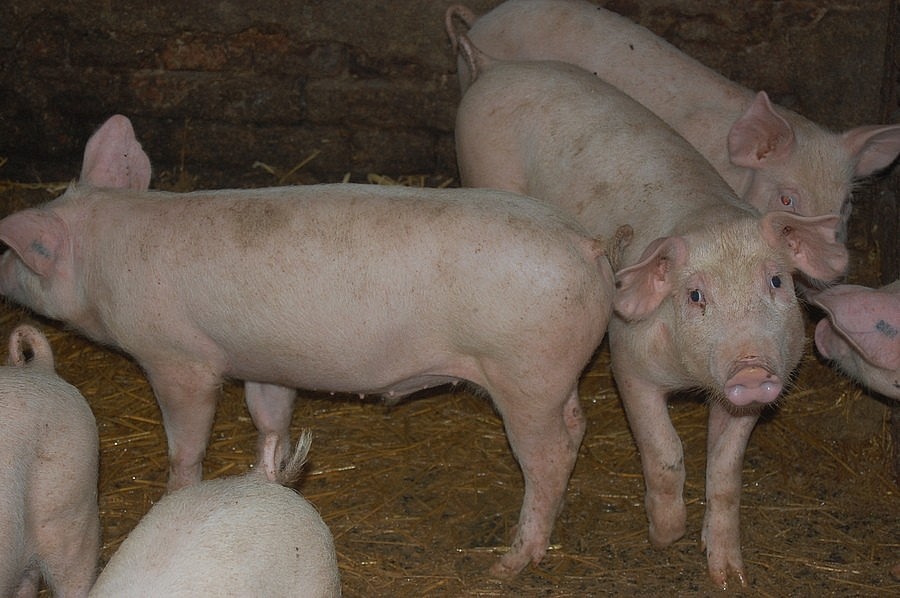 Jatečná prasata - Celá ČR, Prodám | ChovZvířat.cz