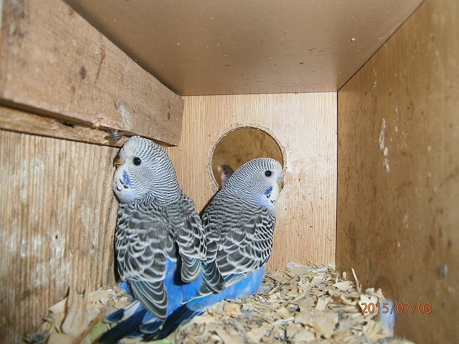 Andulky - Drahelice (část) (Nymburk), Prodám | ChovZvířat.cz