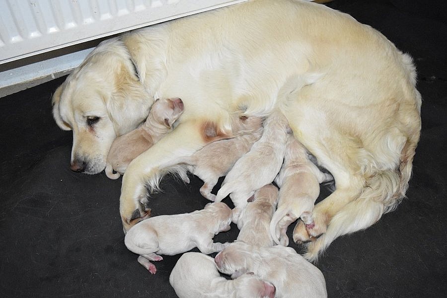 Štěňata Zlatého retrívra - Dražejov (Strakonice), Prodám - ChovZvířat.cz