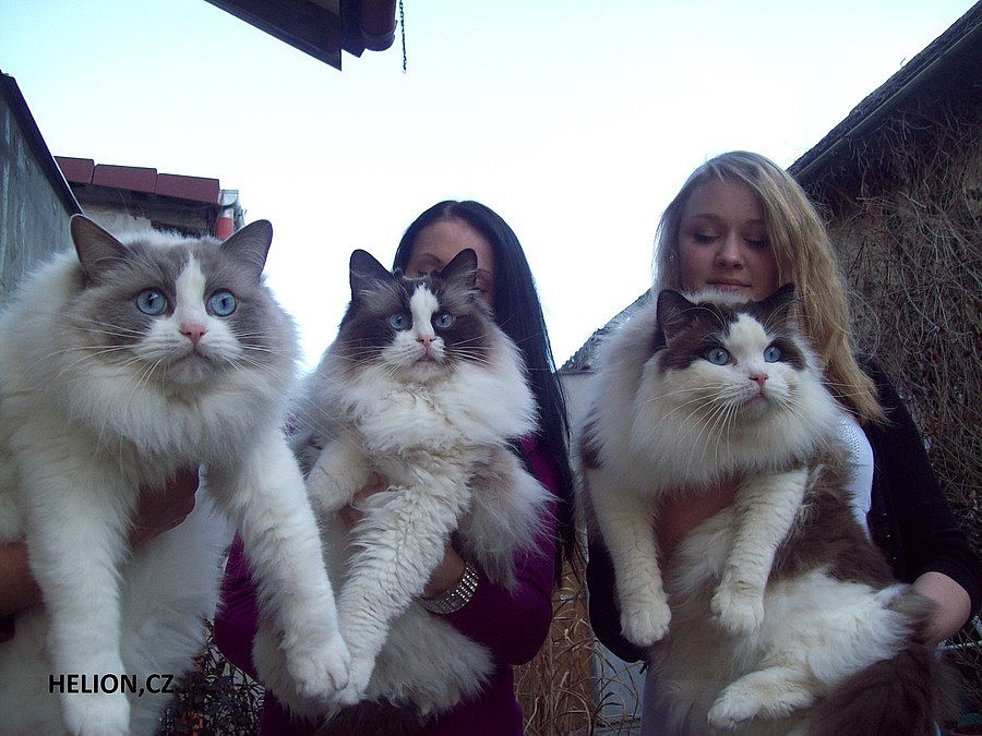 Kotě Ragdoll s PP - Celá ČR, Prodám | ChovZvířat.cz