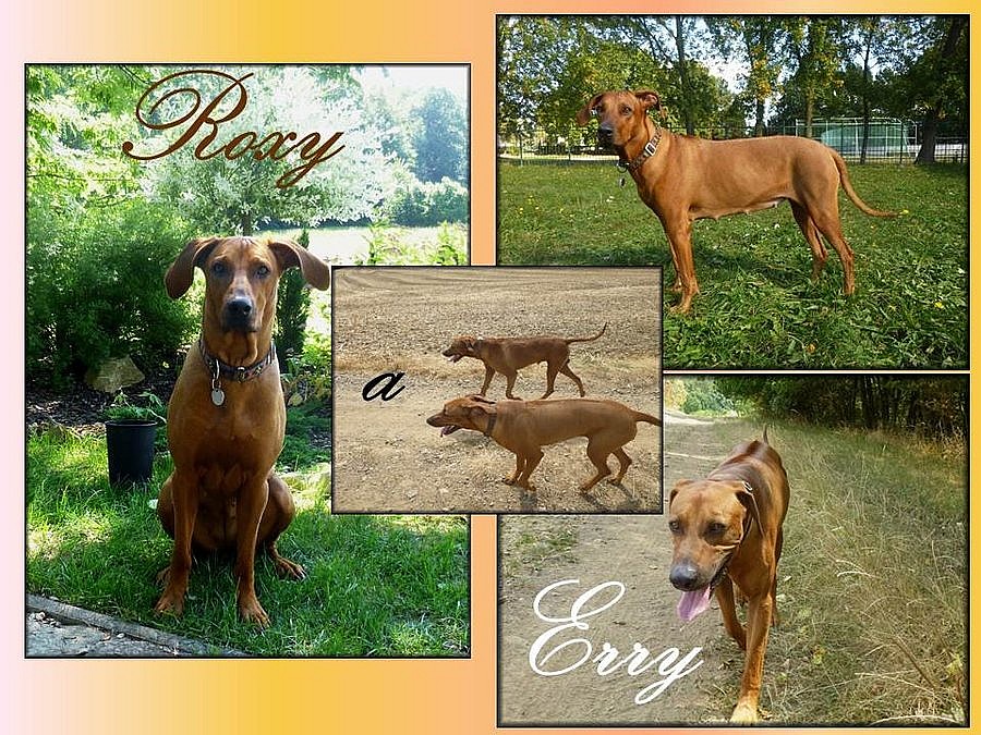 Rhodéský Ridgeback - štěňátka - Bílé Předměstí (část) (Pardubice ...