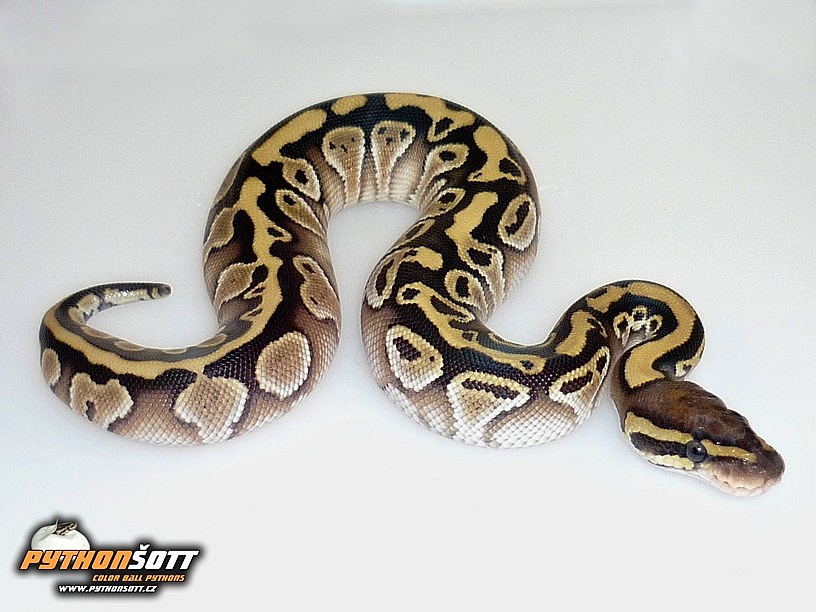 Python regius (Krajta královská) - odchov 2015 - Celá ČR, Prodám ...