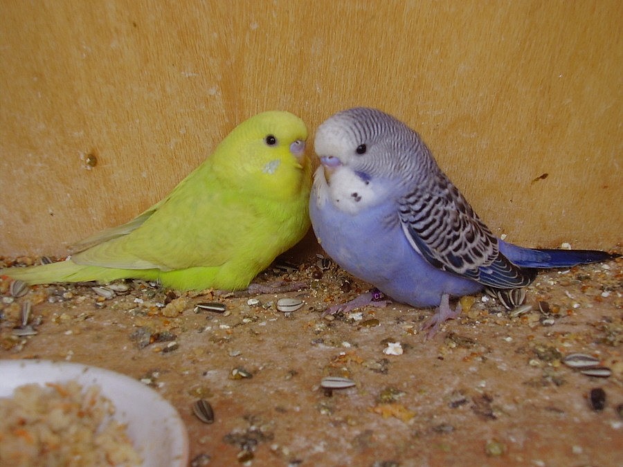 Andulky - Jedovnice (Blansko), Prodám | ChovZvířat.cz
