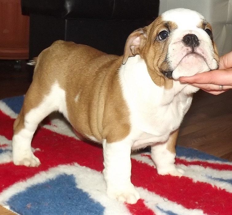 Anglicky buldok s PP - Celá ČR, Prodám - ChovZvířat.cz