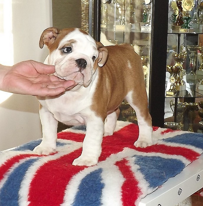 Anglicky buldok - Celá ČR, Prodám | ChovZvířat.cz