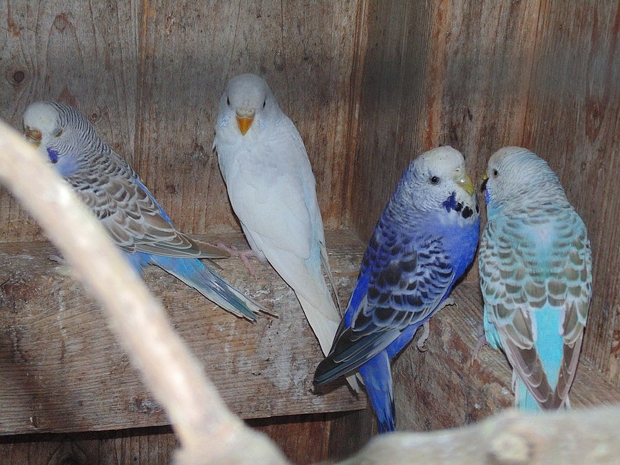 Andulky, korely, rozely, pyrury - Celá ČR, Prodám | ChovZvířat.cz