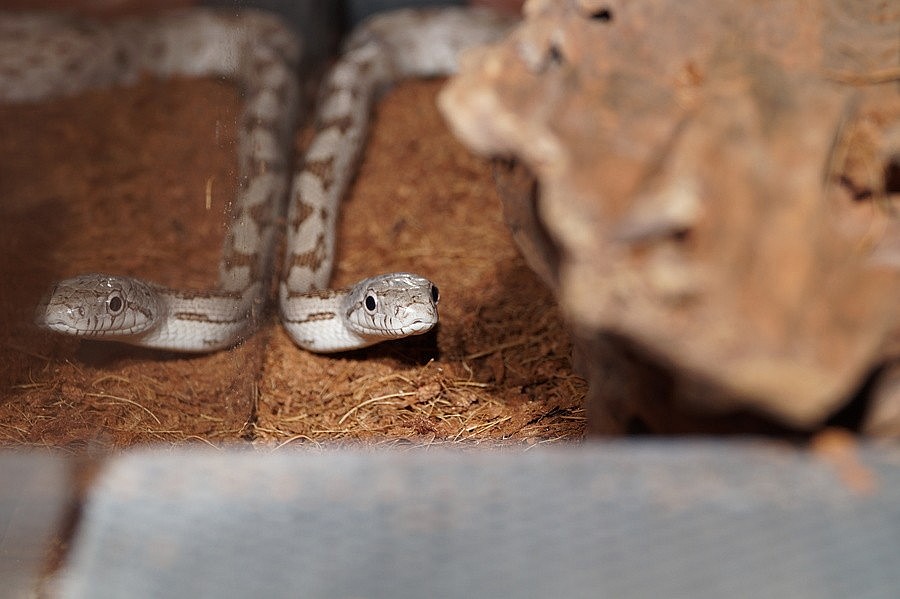 Užovka červená - samec + samice - Antonínův Důl (Jihlava), Prodám ...