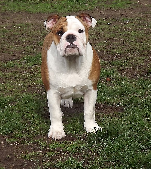 Anglicky buldok - Celá ČR, Prodám | ChovZvířat.cz