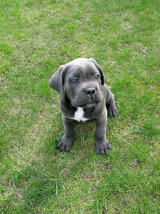 CANE CORSO - Celá ČR, Prodám | ChovZvířat.cz