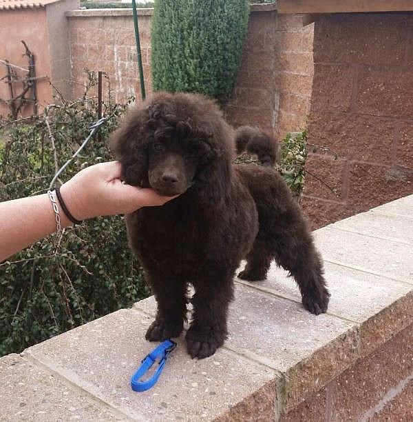 Pudl střední hnědý - Libiš (Mělník), Prodám | ChovZvířat.cz