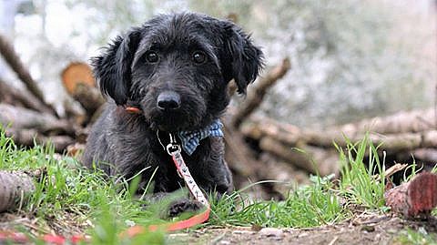 BAVLNKA - Ostrov (Nymburk), Prodám - ChovZvířat.cz