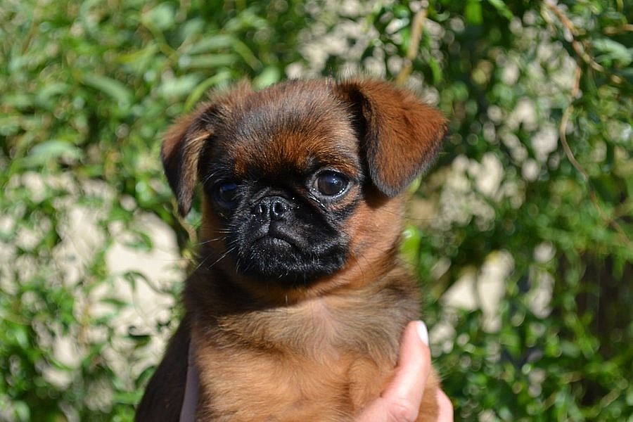 Brabantík - Drahelice (část) (Nymburk), Prodám | ChovZvířat.cz