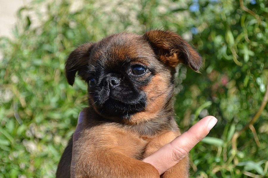 Brabantík - Drahelice (část) (Nymburk), Prodám | ChovZvířat.cz