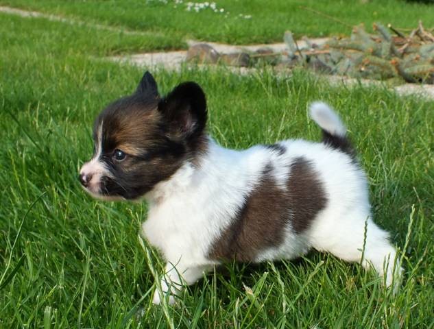Nabízím štěně papillona s PP - Litoměřice-Město (Litoměřice), Prodám ...